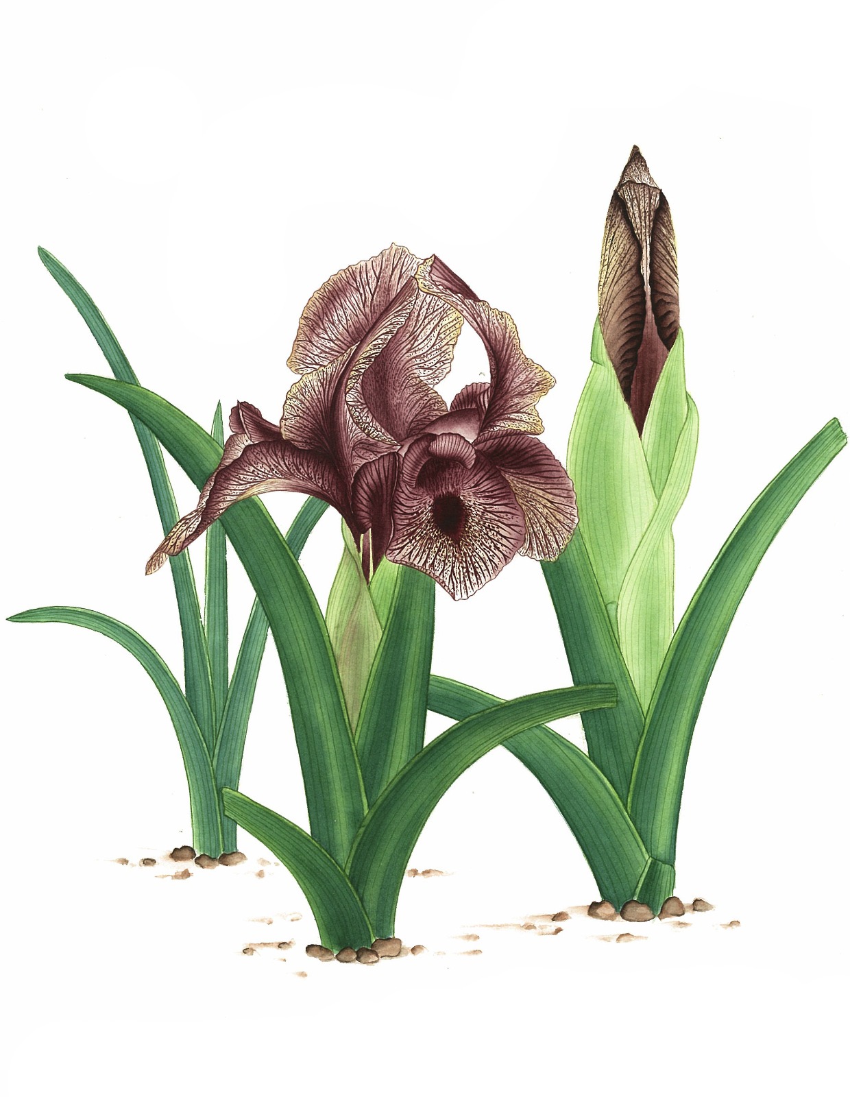 Bilimsel Bitki Ressamlığı Kursu - Nezahat Gökyiğit Botanik Bahçesi